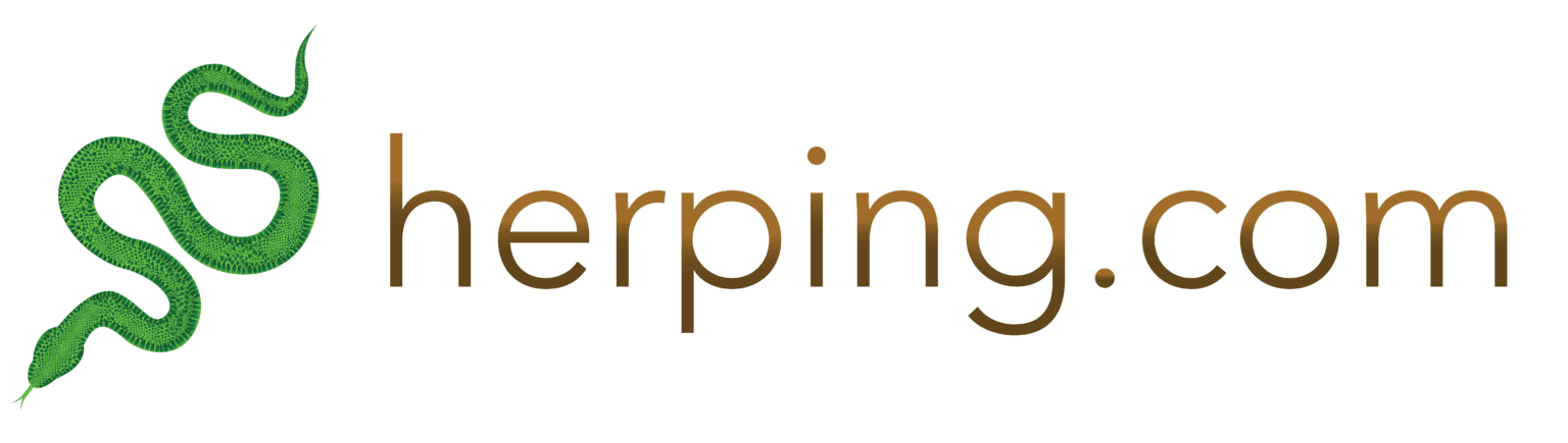 Herping for Dummies: A Beginner's Guide - Herping.com