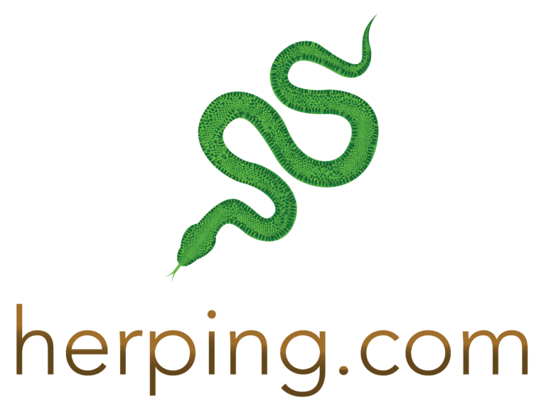Herping 101 - Herping.com