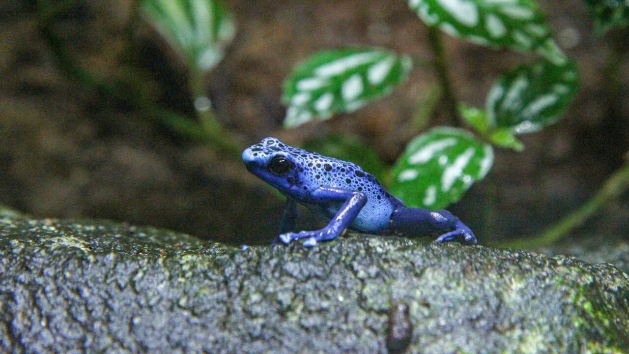 Why Poison Dart Frogs Matter: Conservation, Ecosystem Health, and What ...