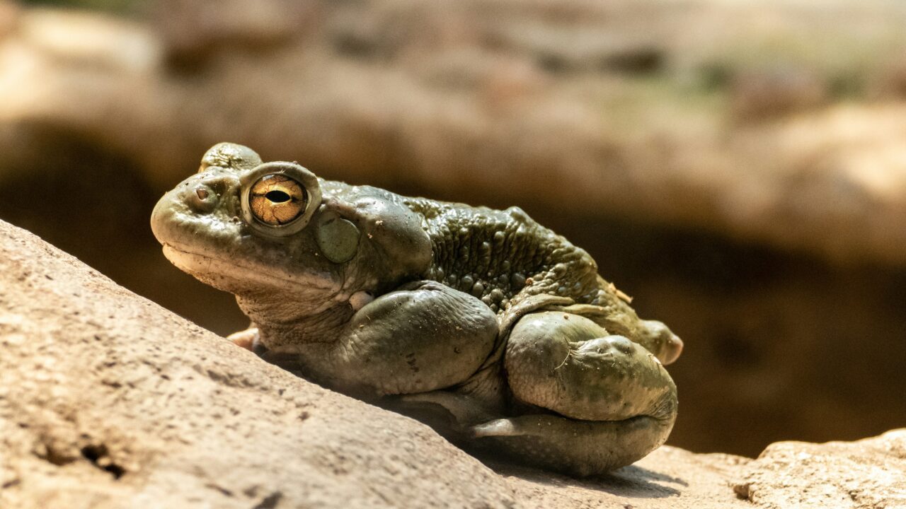 Herping in the Desert - Herping.com