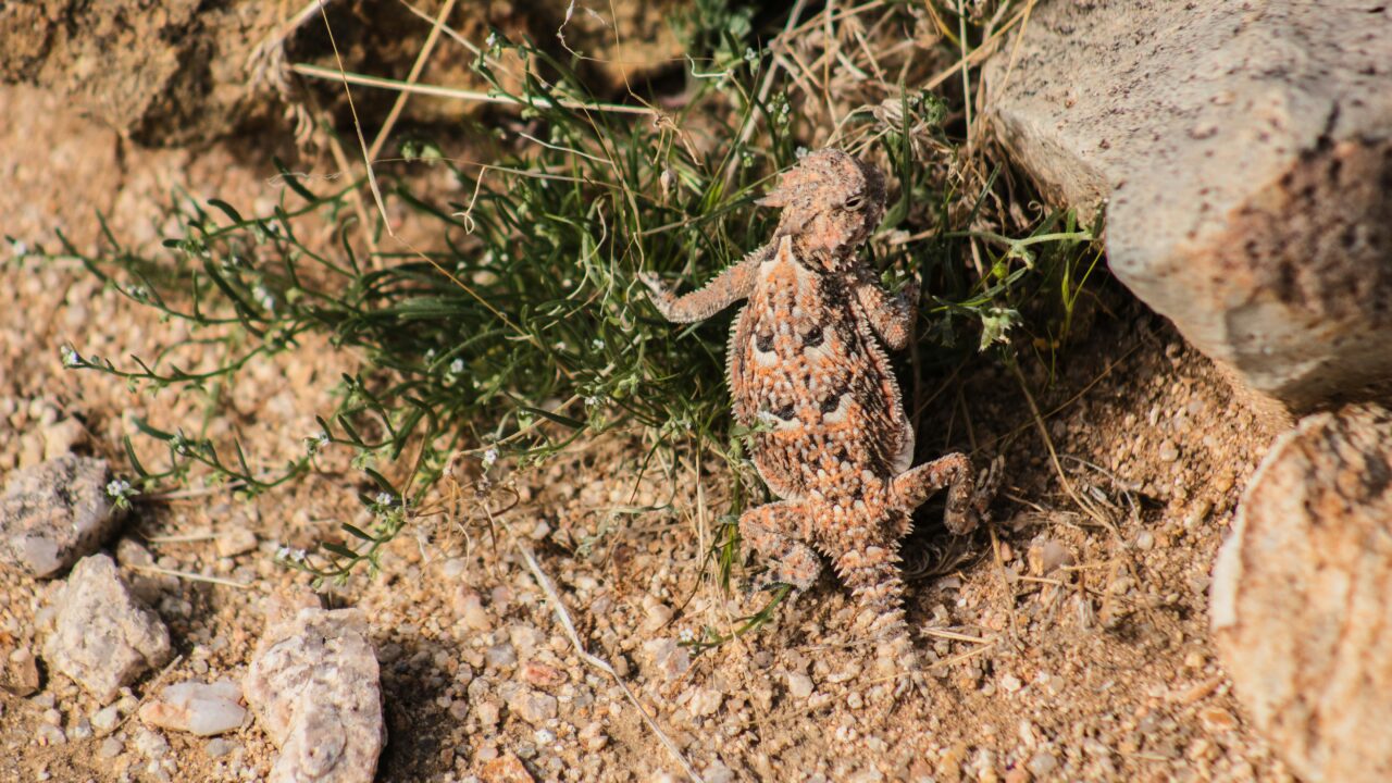 The Horned Lizard's Amazing Defense Mechanism - Herping.com