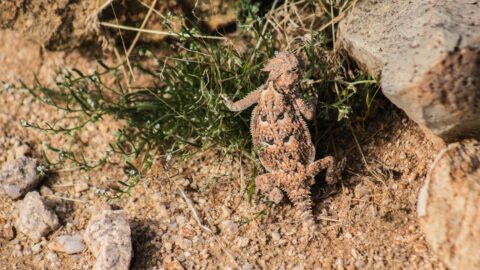 The Horned Lizard's Amazing Defense Mechanism - Herping.com