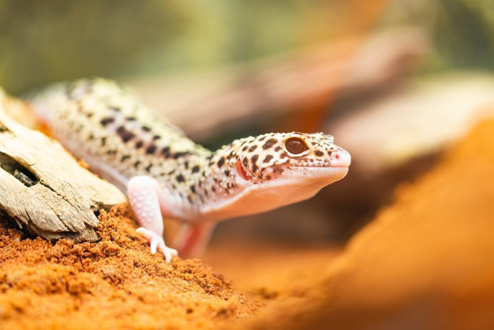 Wild Geckos in the United States: Native and Introduced Species You Can ...