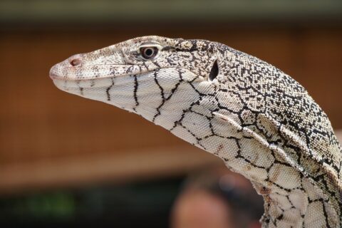 The Fastest Lizards on Earth - Herping.com