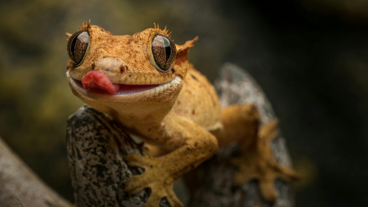The Best Pet Geckos for Beginners and Experienced Keepers: A Complete ...