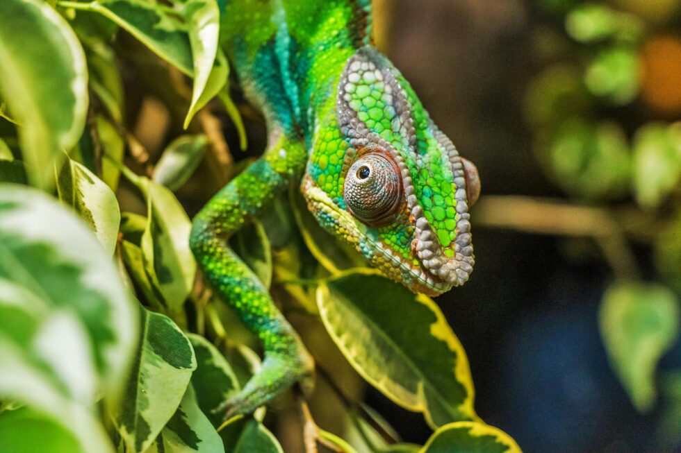 How Do Chameleons Change Color? The Science Behind the Myth - Herping.com