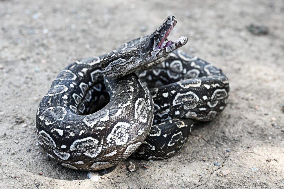 Argentine Boa Constrictor: The Endangered Giant of South America's Dry ...