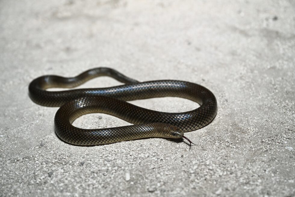 Brown Musurana (Paraphimophis rusticus): The Underrated Snake of South ...