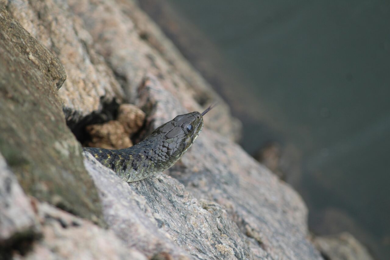 How Reptiles Smell Their World - Herping.com