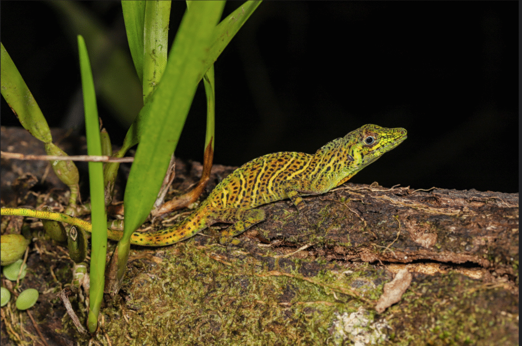 Herping.com: Reptile Amphibian Guide and Field Herping