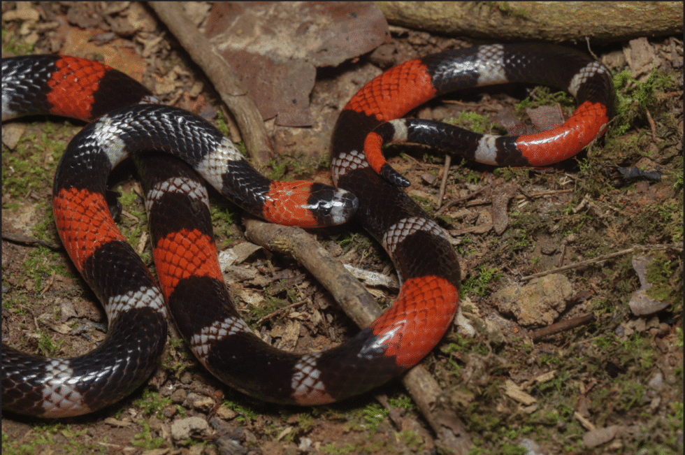 Herping.com: Reptile Amphibian Guide and Field Herping