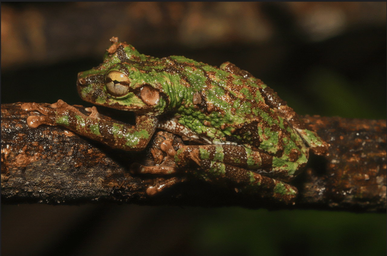 Herping.com: Reptile Amphibian Guide and Field Herping
