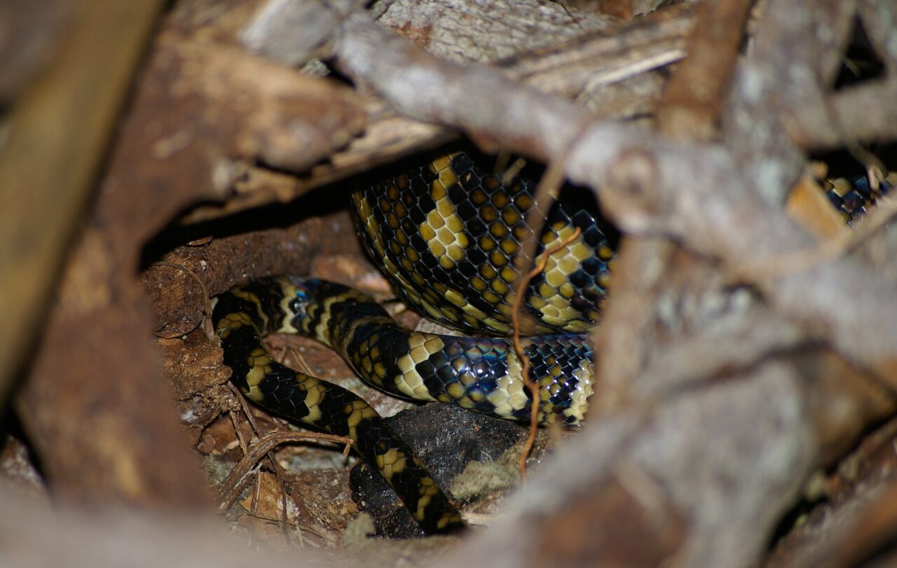 Brumation in Reptiles: The Complete Guide to How Snakes, Lizards, and ...