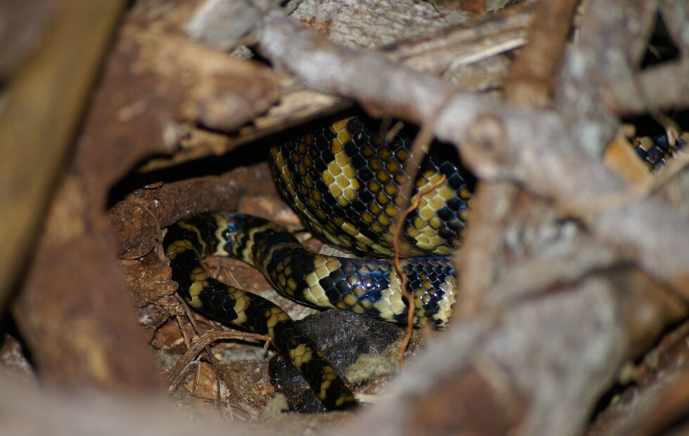 Brumation in Reptiles: The Complete Guide to How Snakes, Lizards, and ...